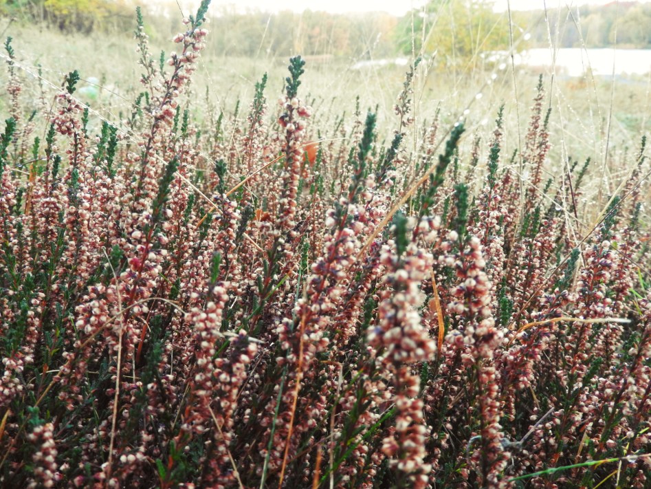 🌌 Postrzeganie pozazmysłowe – mit czy rzeczywistość? Przegląd badań ...